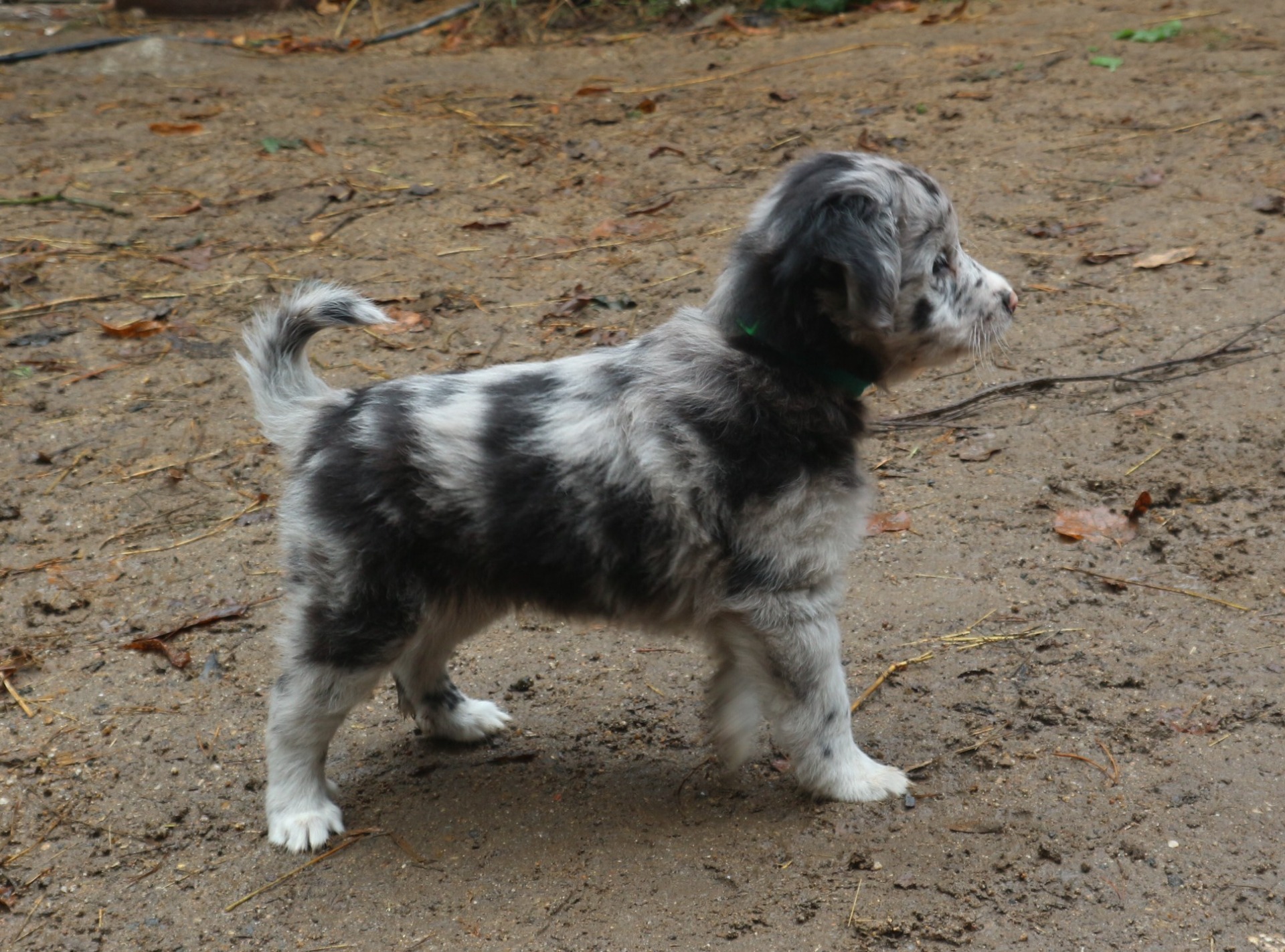 VRH "CH" : PYRENEJSKÝ OVČÁK :: Pyrenej-zahajsky-mlyn